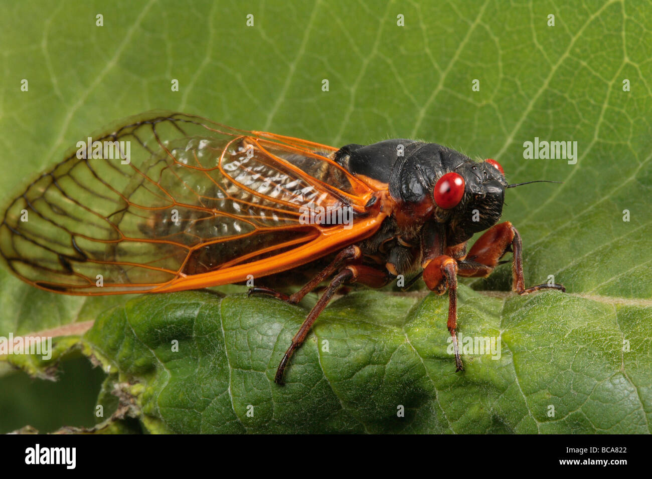 A periodical cicada or 17 year cicada after emergence Stock Photo - Alamy
