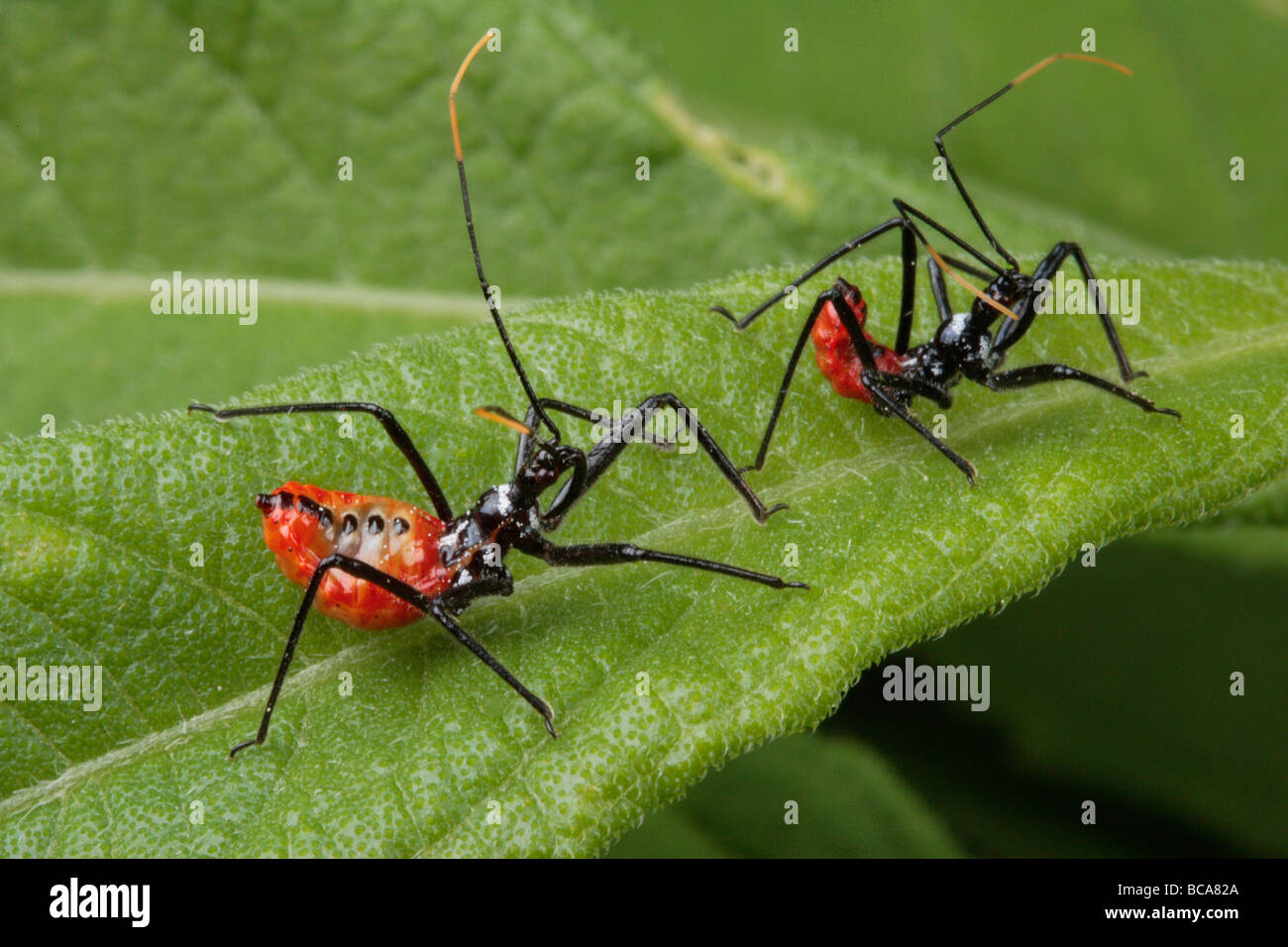 Gregarious larvae hi-res stock photography and images - Alamy
