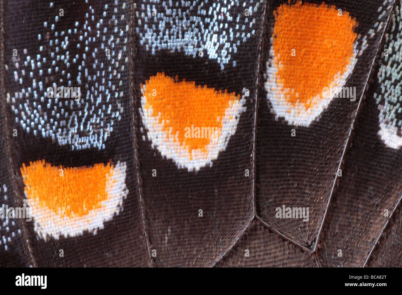 Butterfly Showing Scales High Resolution Stock Photography and Images ...