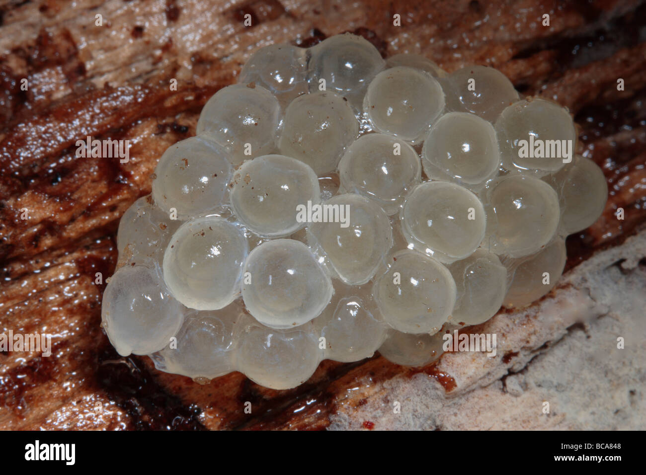 Slug eggs hi-res stock photography and images - Alamy