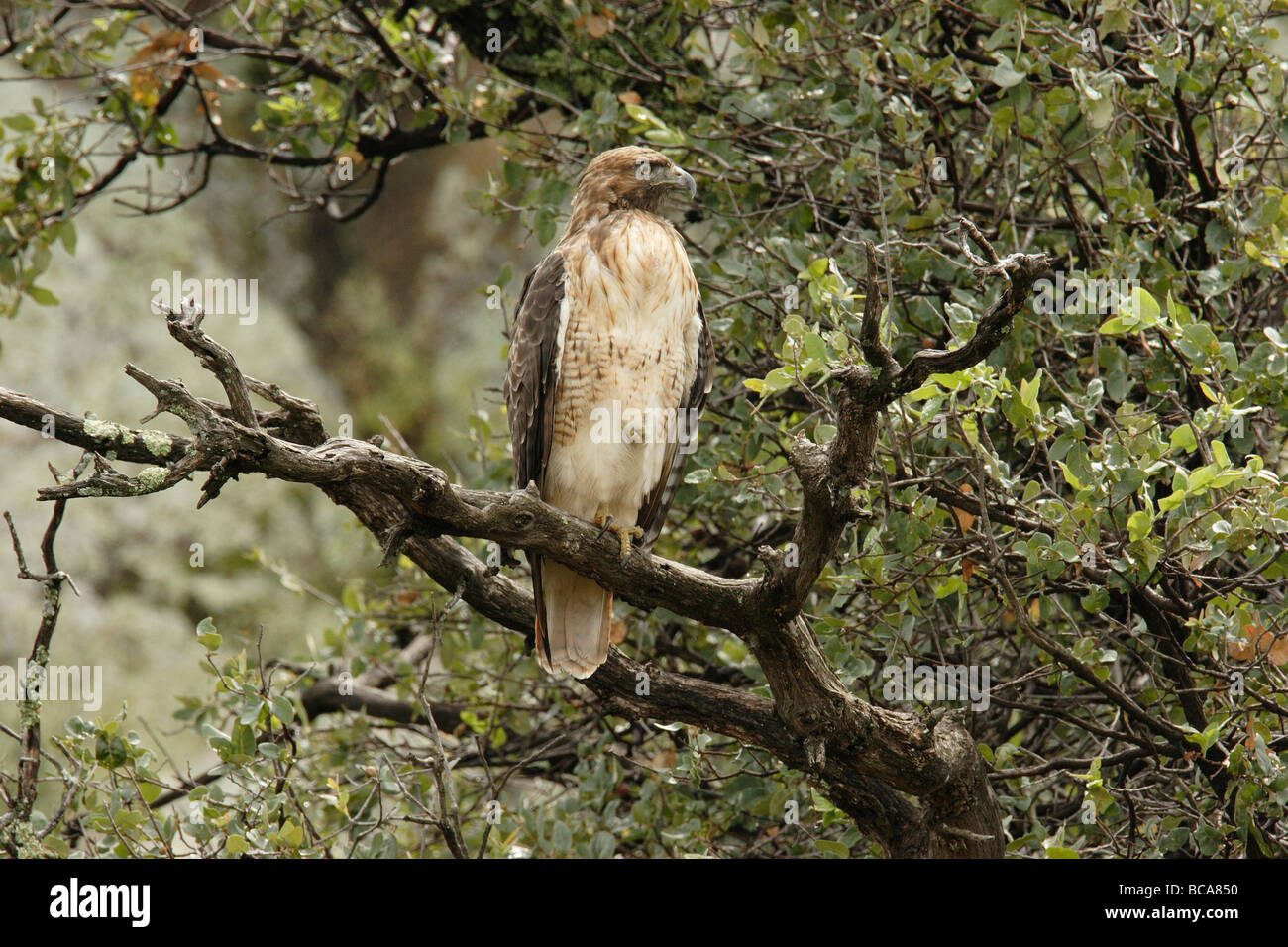 A juvenile red-tailed hawk perches in an oak tree Stock Photo - Alamy