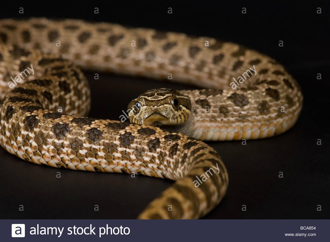 Hognosed Stock Photos & Hognosed Stock Images - Alamy