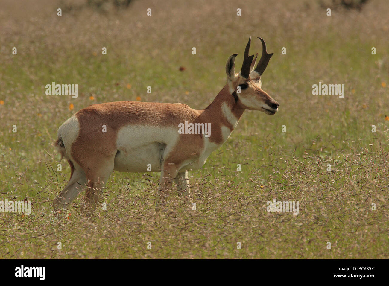 A pronghorn antelope buck on the range Stock Photo - Alamy