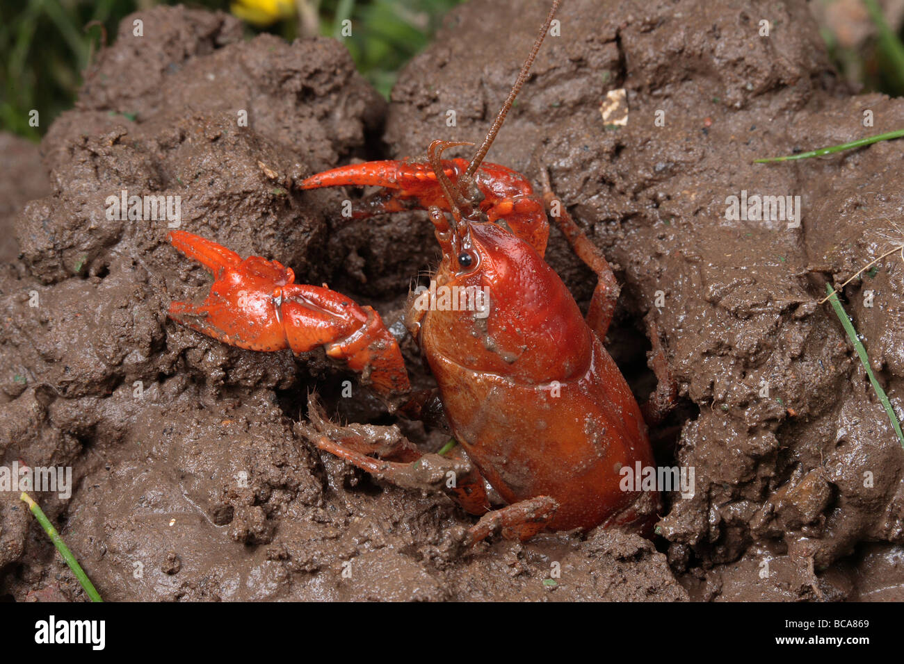 Upland burrowing crayfish hi-res stock photography and images - Alamy