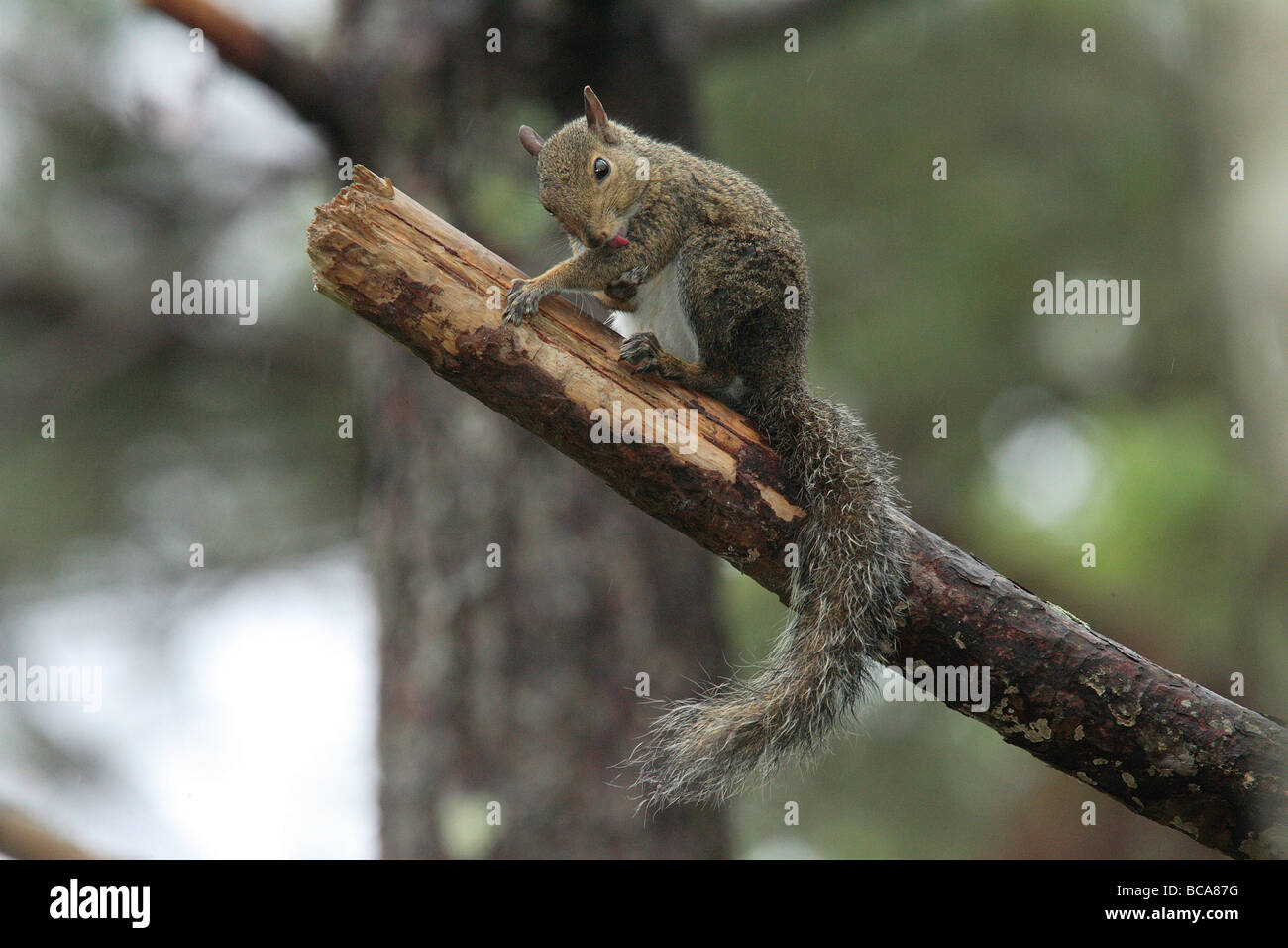 Gray squirrel north carolina hi-res stock photography and images - Alamy