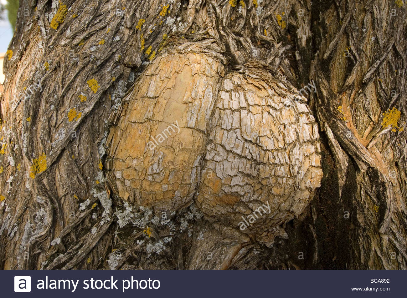 The Knot Stock Photos & The Knot Stock Images - Alamy