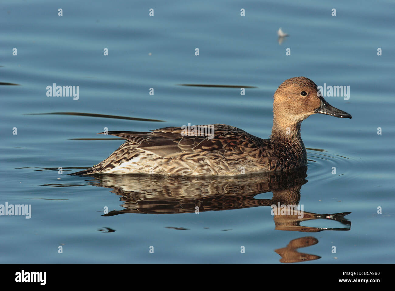 Pintail hen hi-res stock photography and images - Alamy