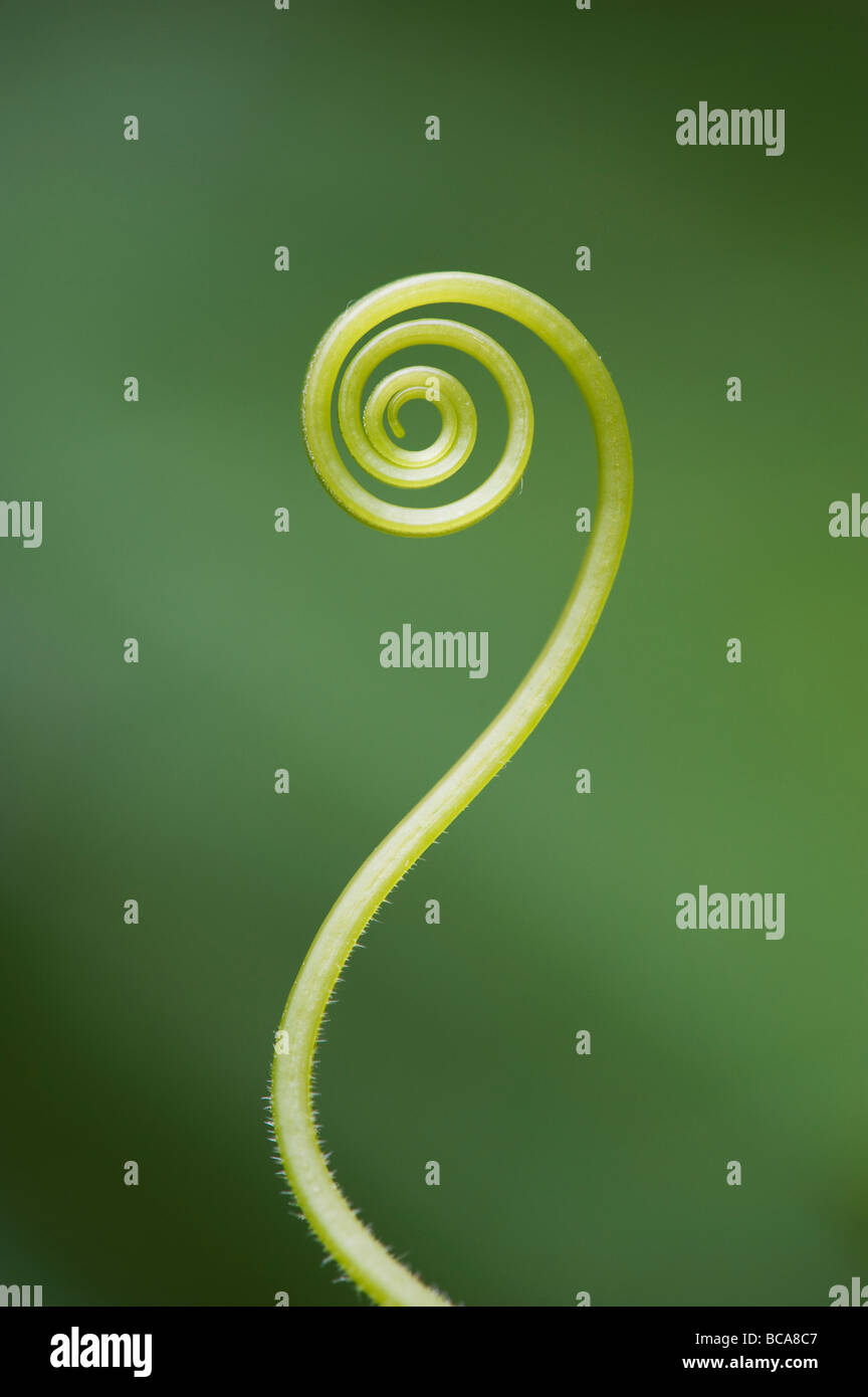 Cucumber plant tendril patterns hi-res stock photography and images - Alamy