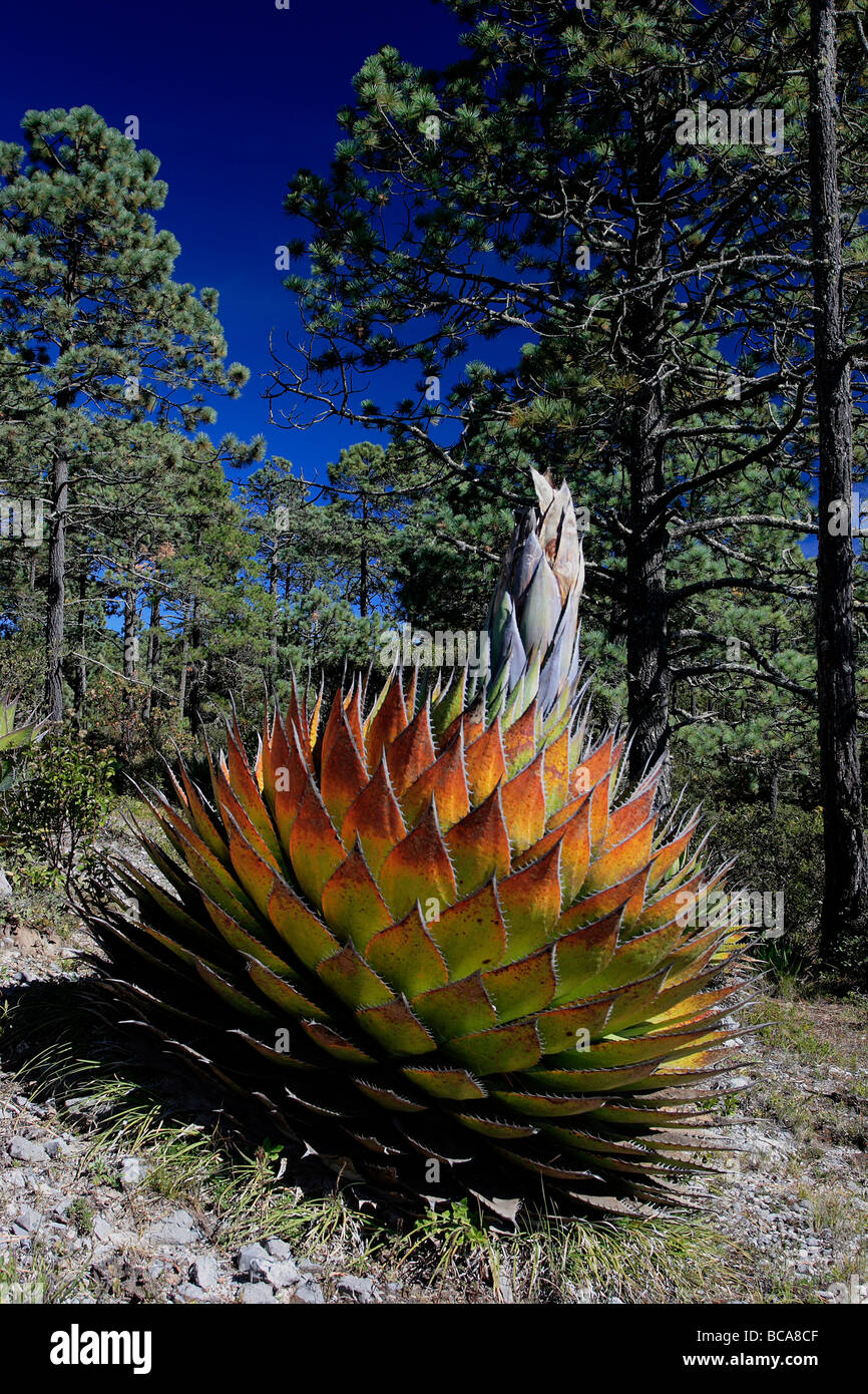 Agave ridge hi-res stock photography and images - Alamy