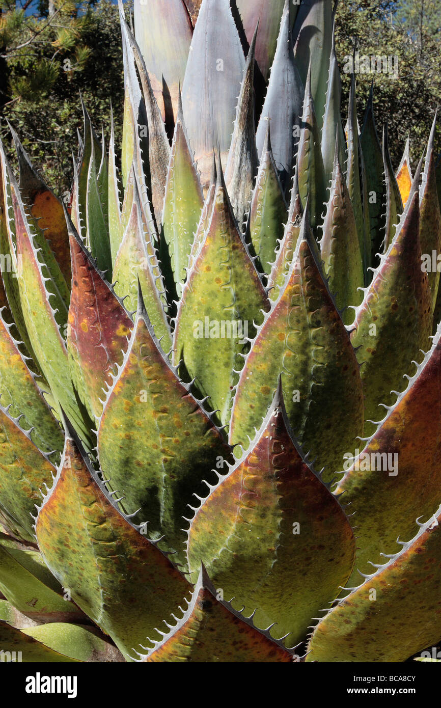 Agave ridge hi-res stock photography and images - Alamy
