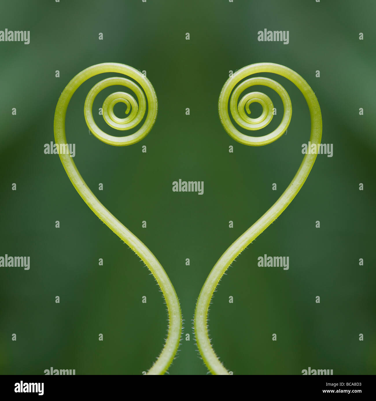 Heart shape cucumber plant tendril pattern, digitally created Stock ...