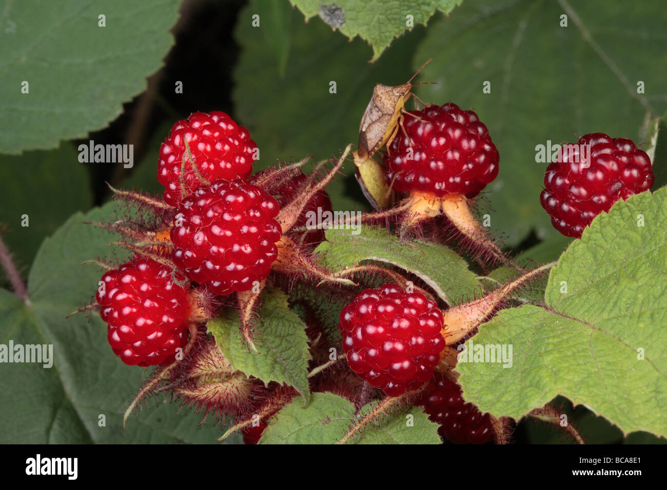 The invasive wine berry and shield bugs Stock Photo - Alamy