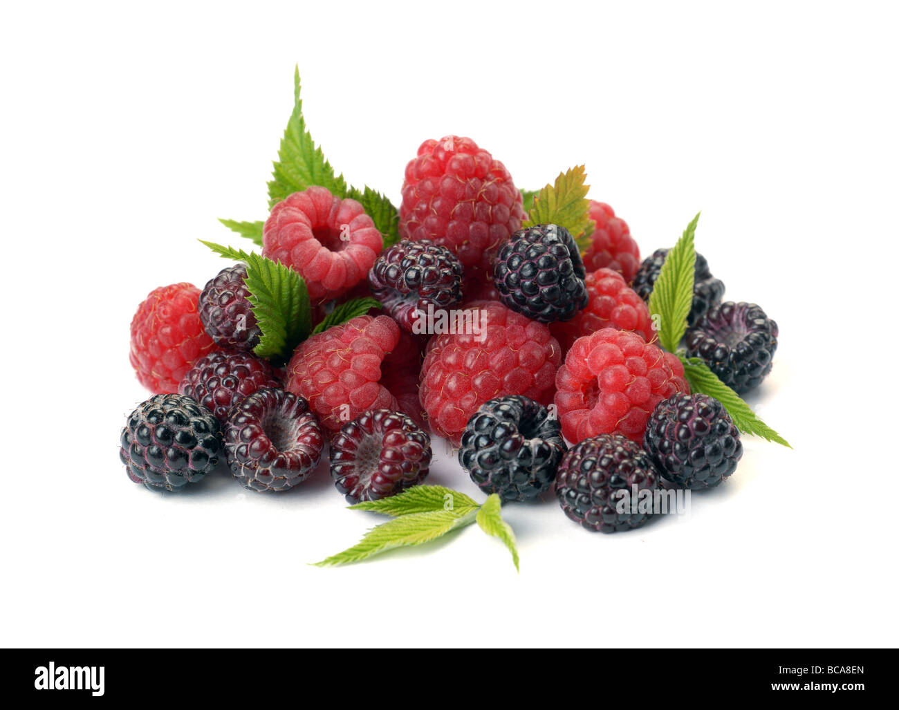Red and black raspberry with leaves on a white background Stock Photo ...