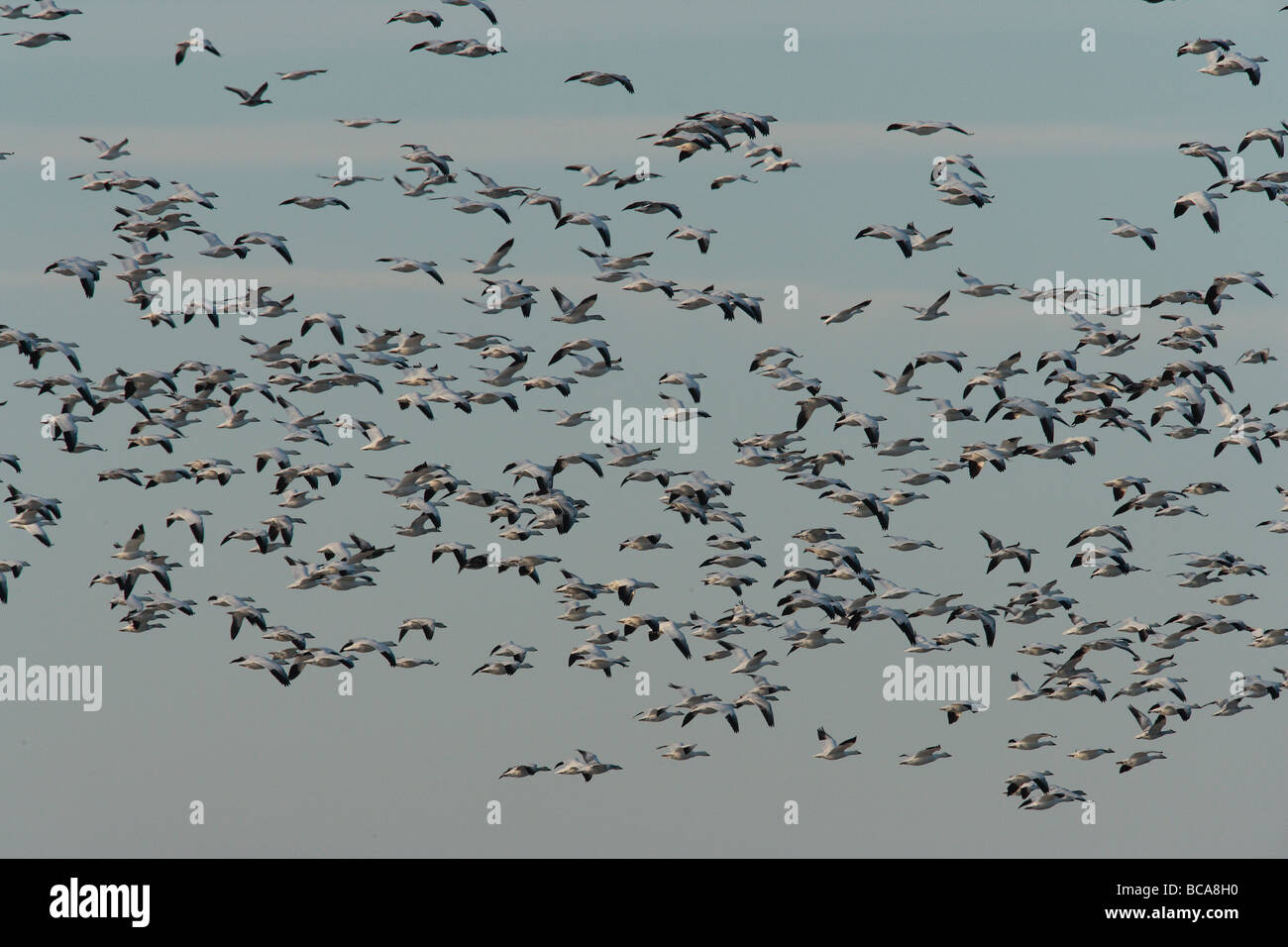 A flock of snow geese in early morning Stock Photo - Alamy