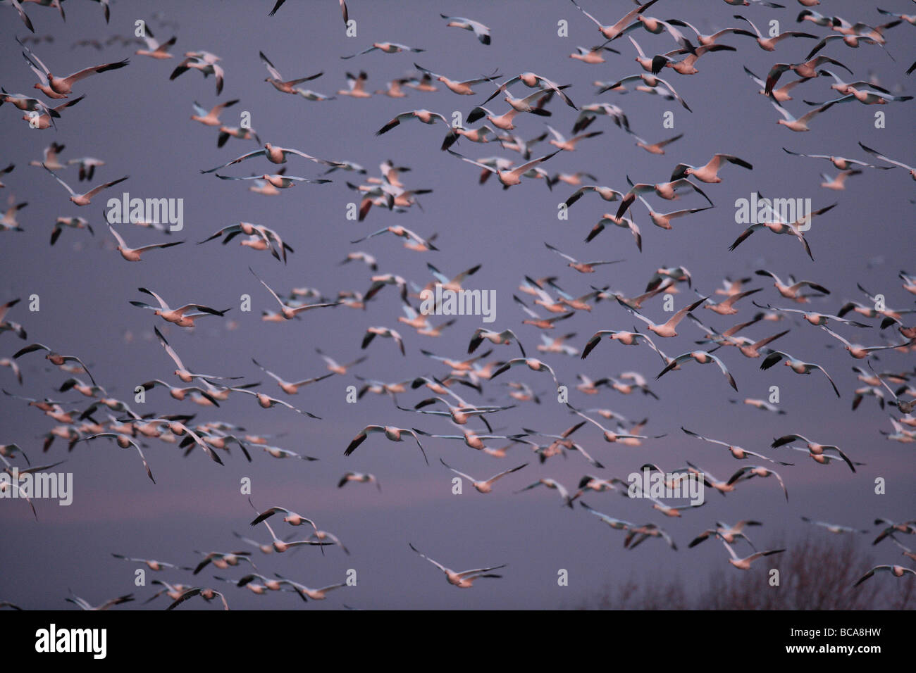 A flock of snow geese in early morning Stock Photo - Alamy