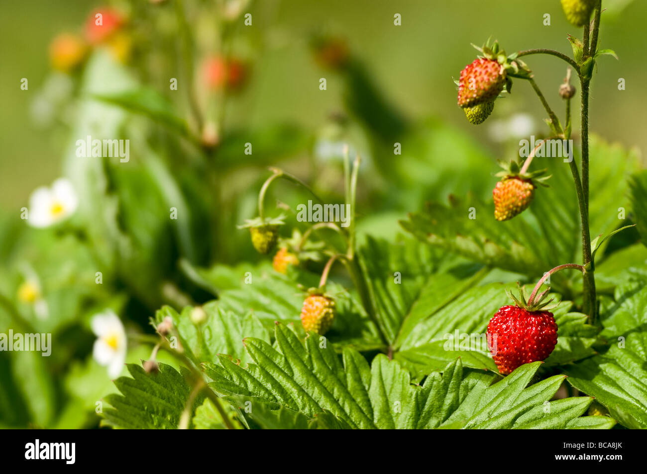 Fragaria strawberry hi-res stock photography and images - Alamy