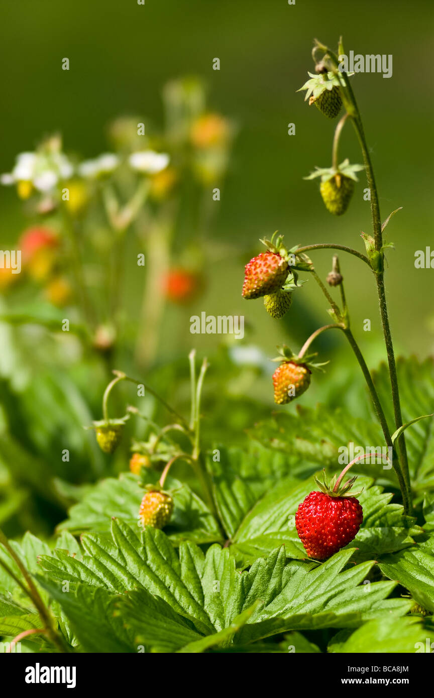 Fragaria strawberry hi-res stock photography and images - Alamy