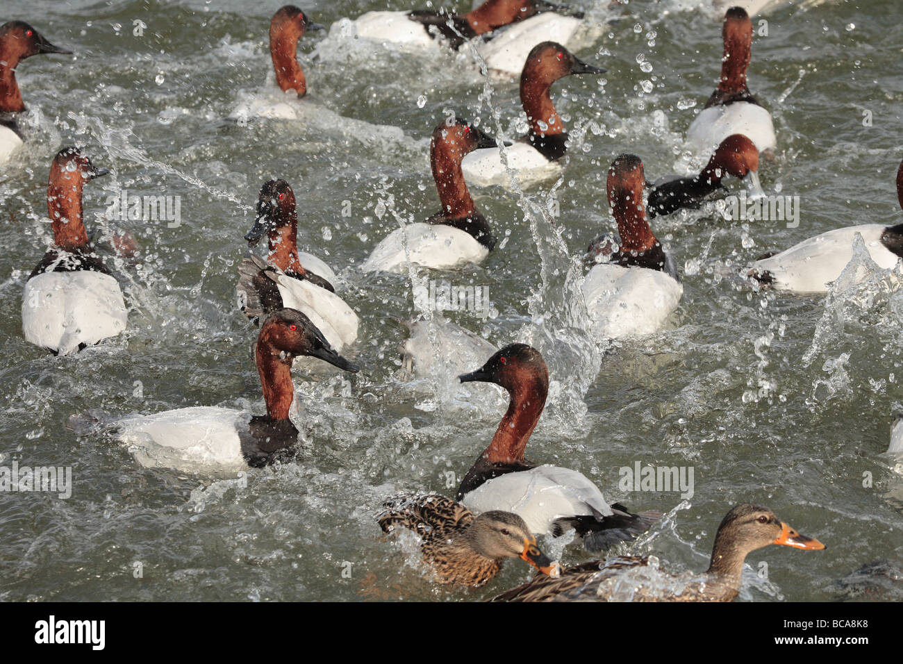 Canvasback ducks in a feeding frenzy Stock Photo - Alamy