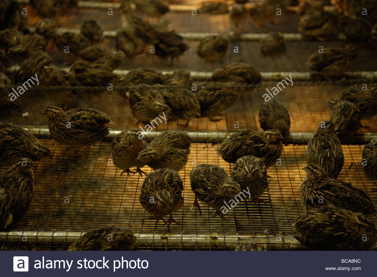 Japanese Quail Coturnix Japonica Stock Photos & Japanese Quail Coturnix ...