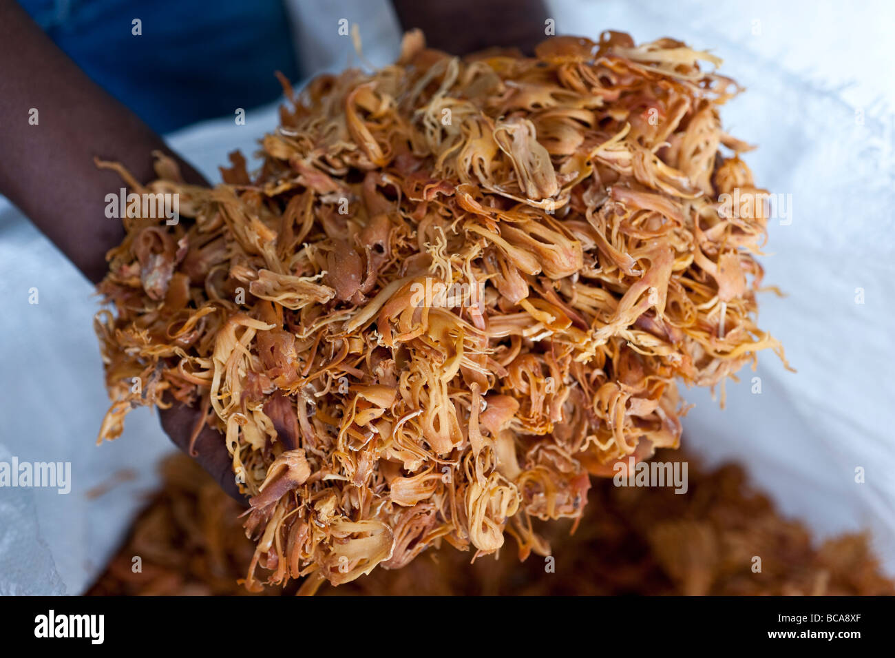 Aril hi-res stock photography and images - Alamy
