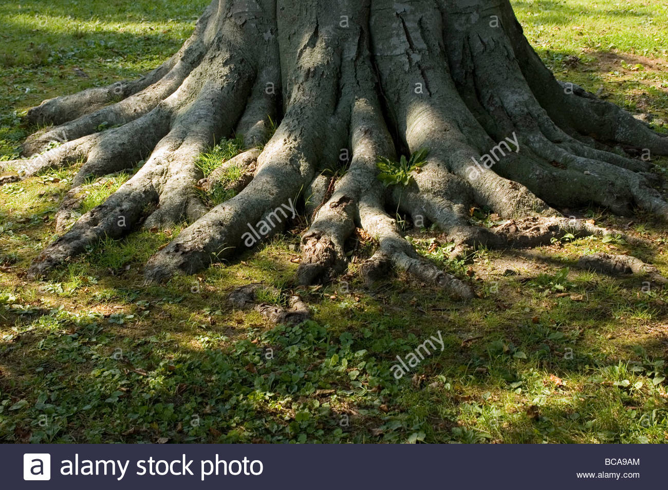 Weeping Beech Tree High Resolution Stock Photography and Images - Alamy