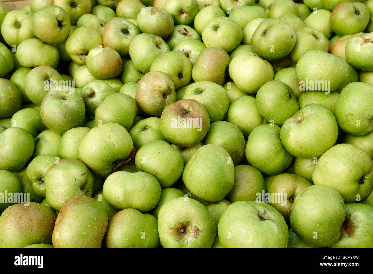 Crate of Armagh Bramley apples waiting to go into storage before being ...