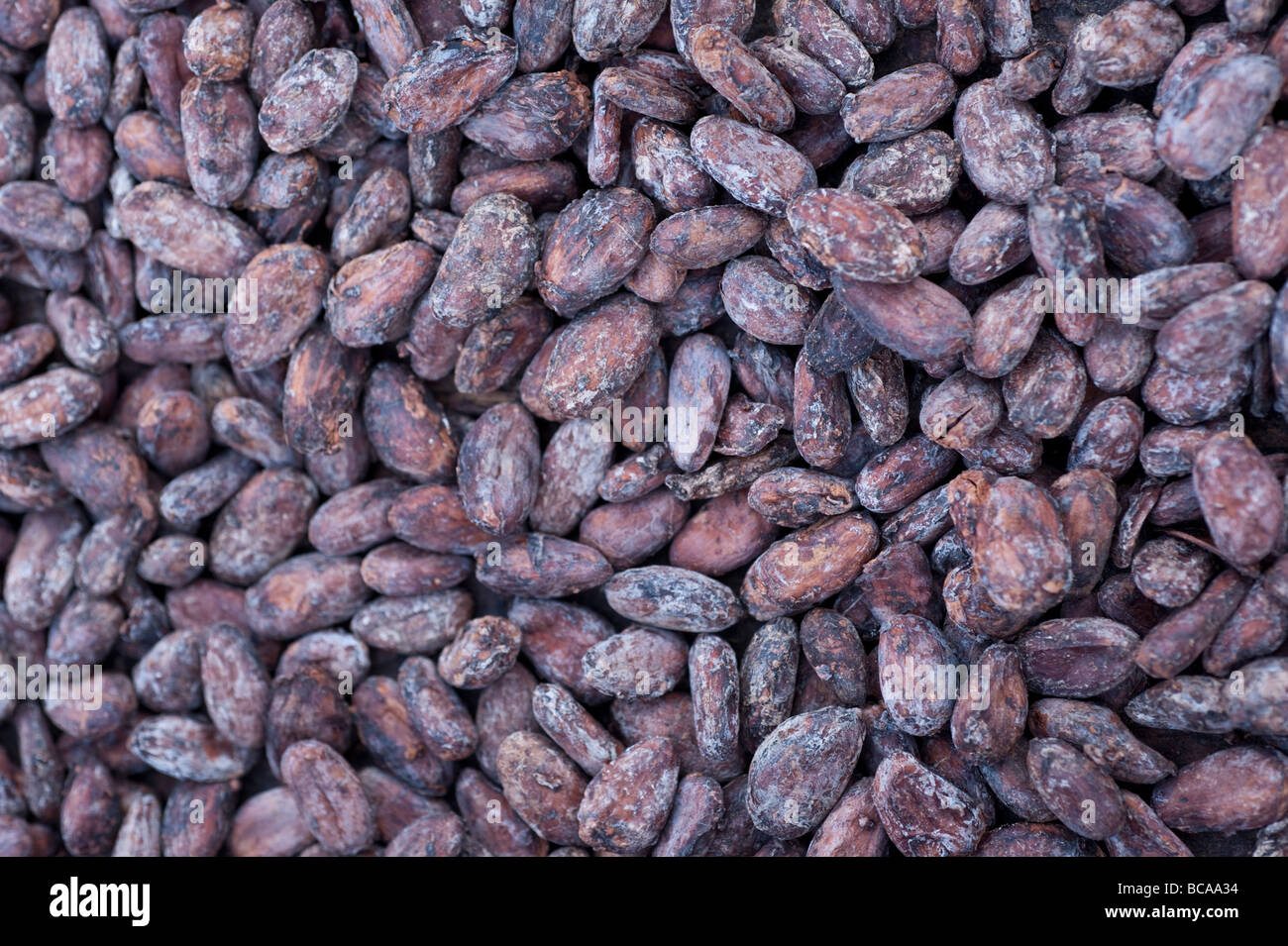 Raw cocoa beans drying out in the sun at the Belmont Estate in Grenada ...