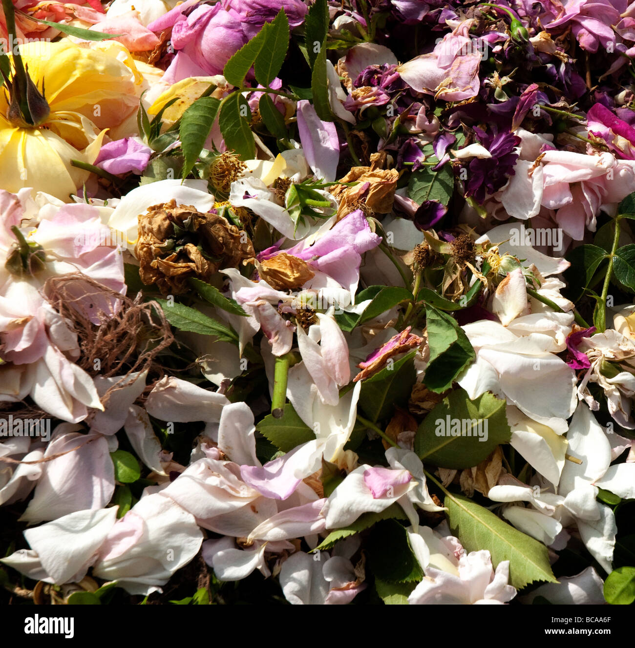A mass of decaying rose petals and buds in a June English garden ...