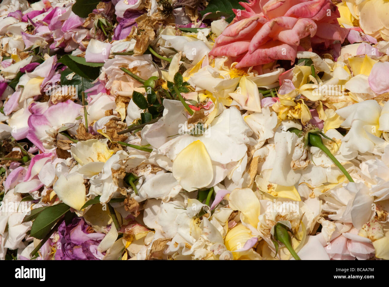 A mass of decaying rose petals and buds in a June English garden ...
