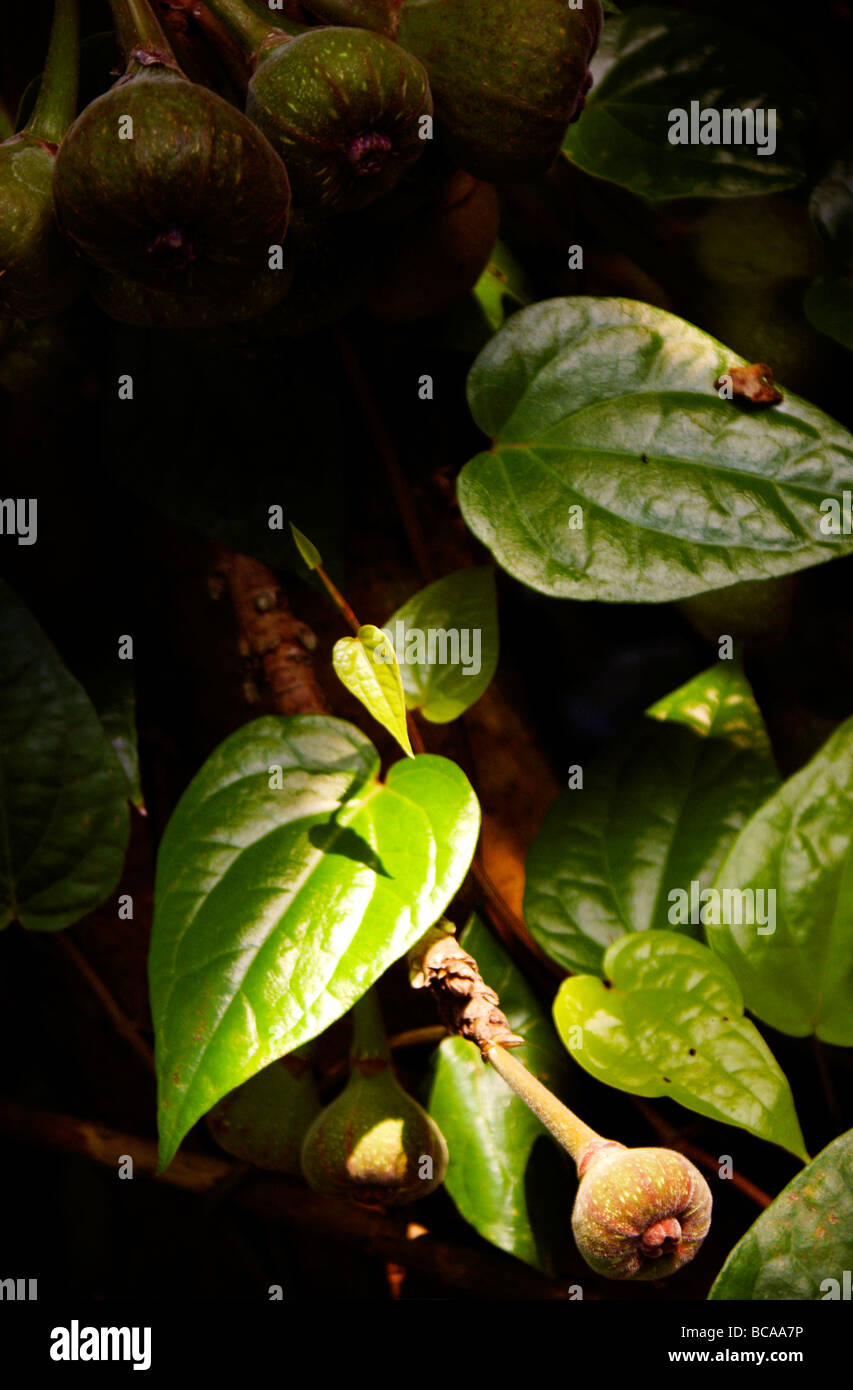 Wild fig plantation hi-res stock photography and images - Alamy