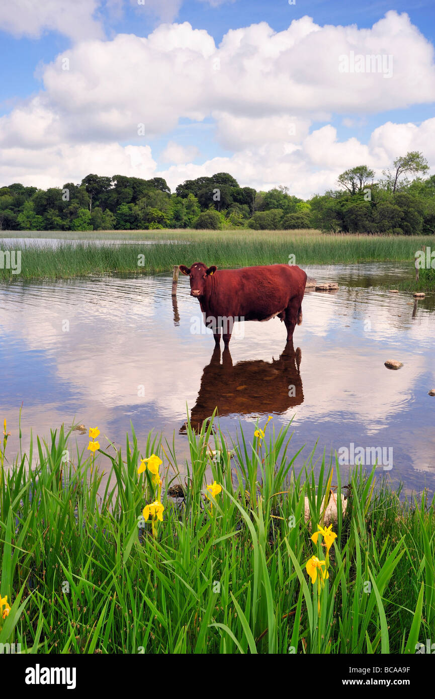 Cool cow hi-res stock photography and images - Alamy