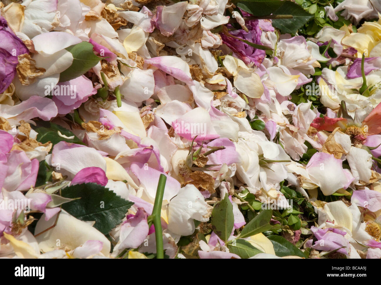 A mass of decaying rose petals and buds in a June English garden ...