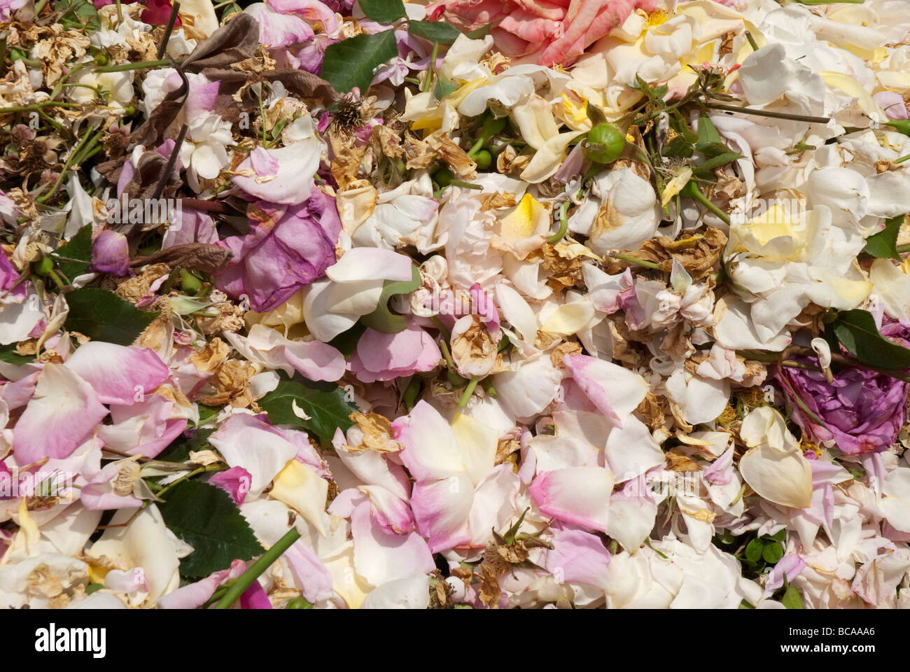 A mass of decaying rose petals and buds in a June English garden ...