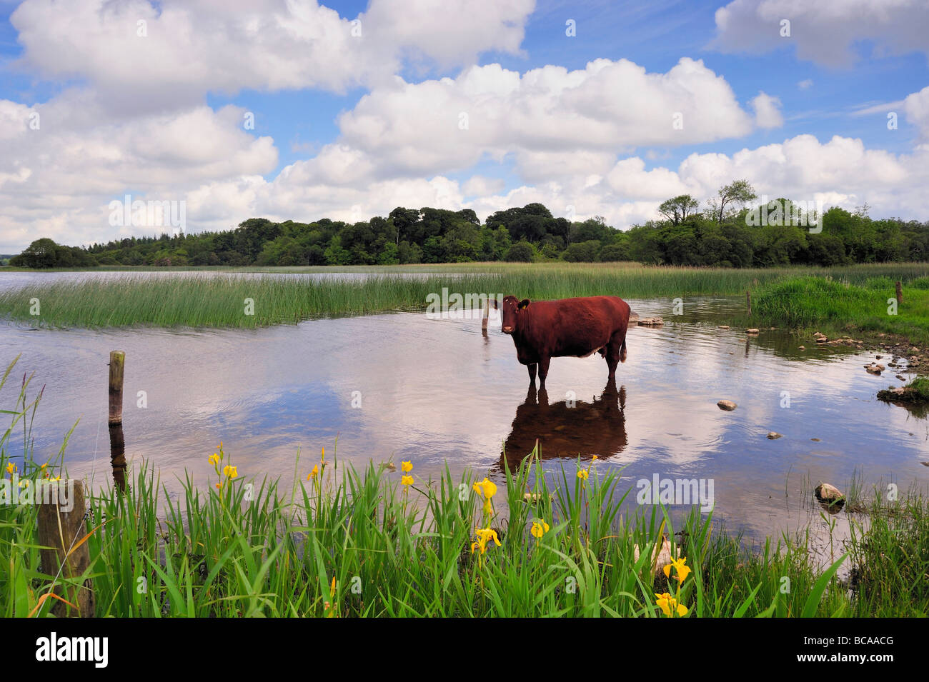 Cool cow hi-res stock photography and images - Alamy
