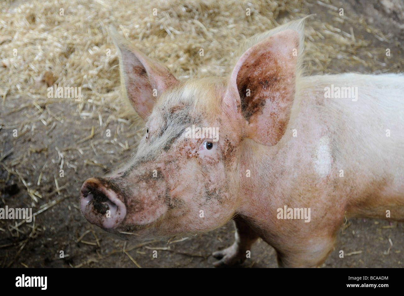 Sty with pig hi-res stock photography and images - Alamy