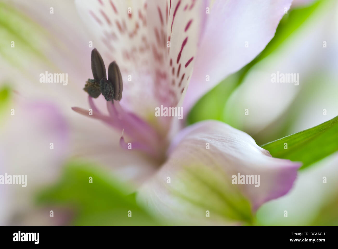 Pink Peruvian Lilly High Resolution Stock Photography and Images - Alamy