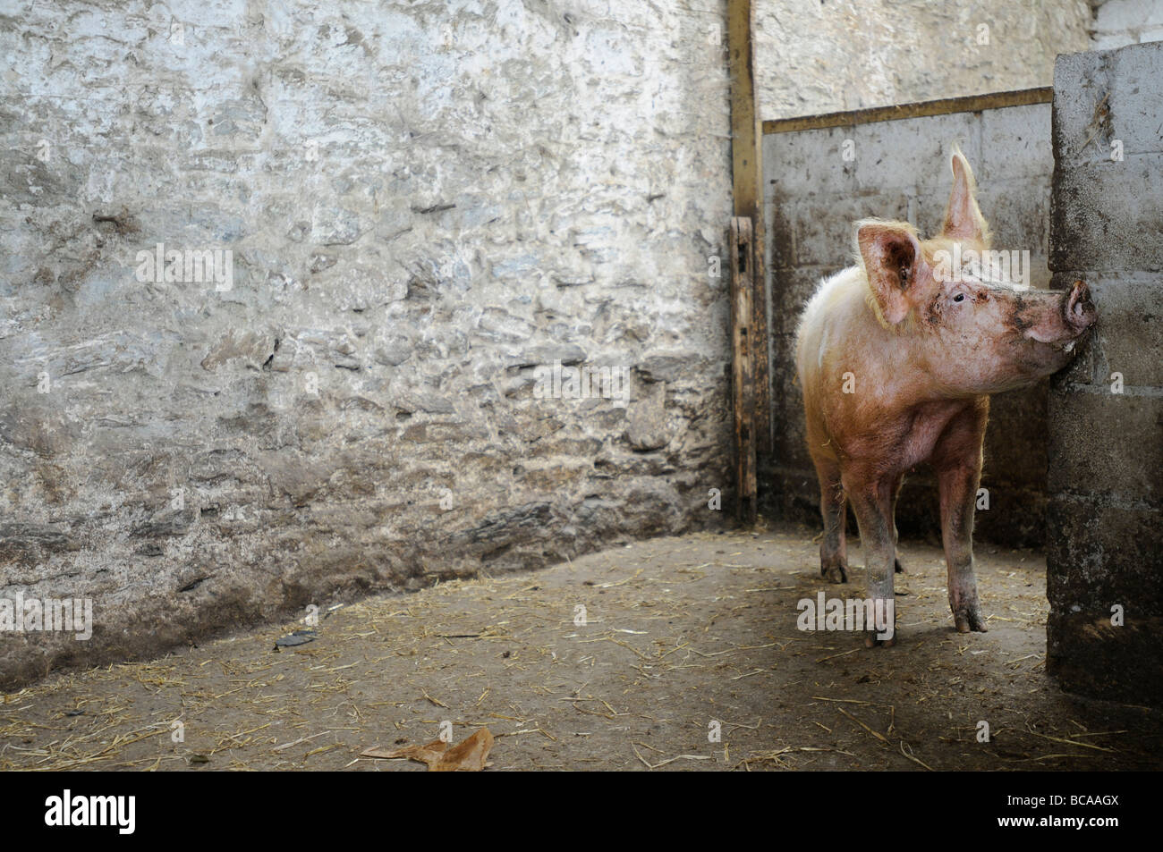 Cornish agriculture hi-res stock photography and images - Alamy