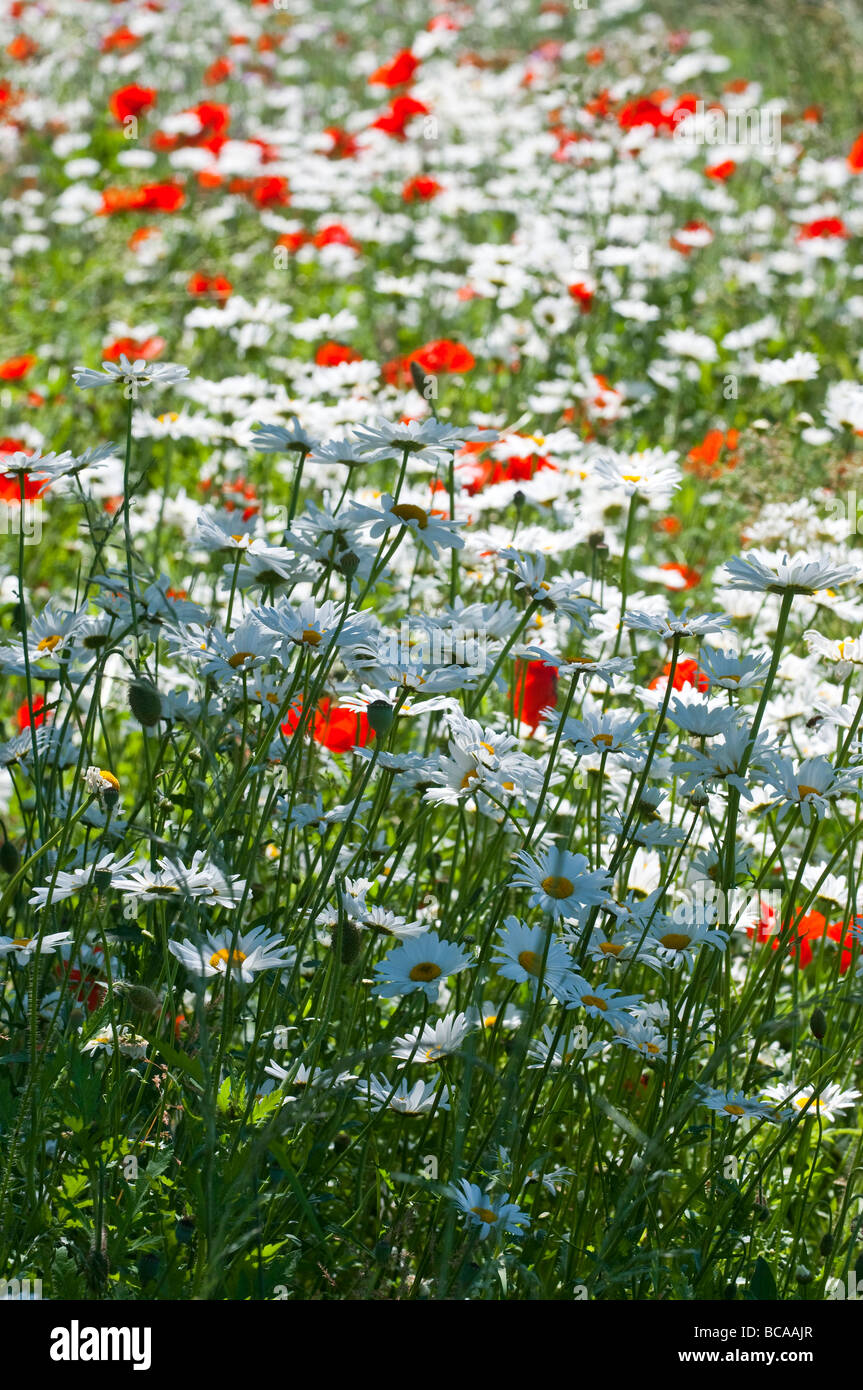 Ox eye daisy and poppy hi-res stock photography and images - Alamy