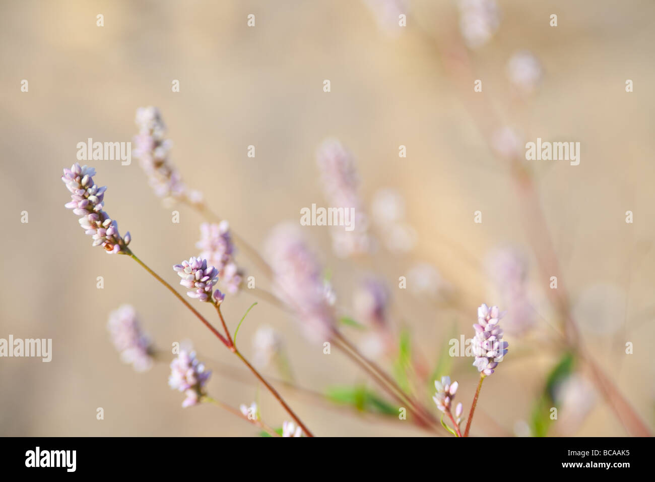 Smart weed hi-res stock photography and images - Alamy