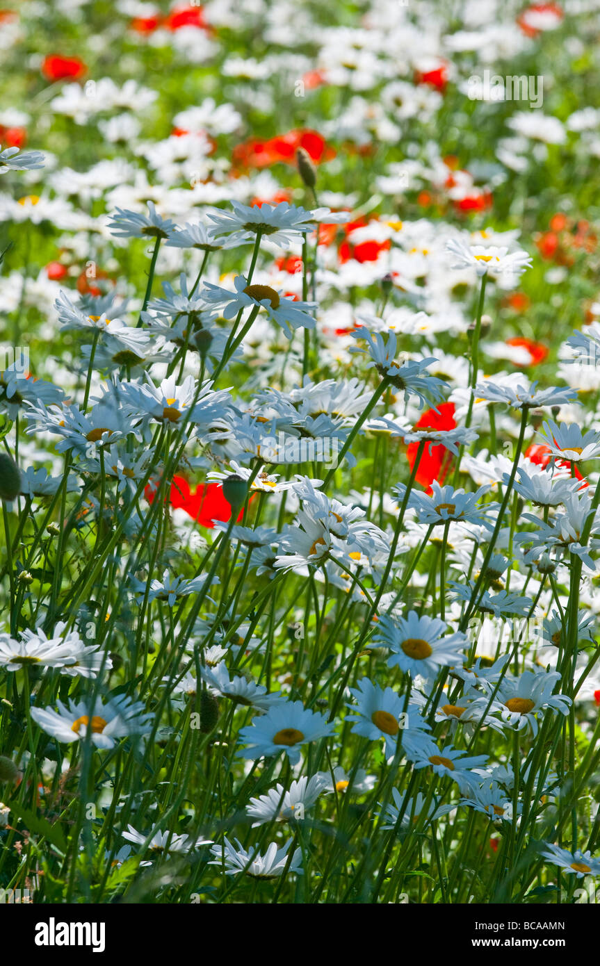 Swathe of Common Poppy and Ox-eye Daisy flowers - Indre-et-Loire ...