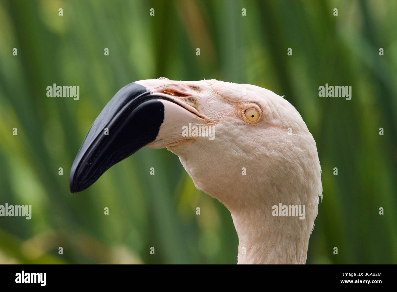 Flamingo faces hi-res stock photography and images - Alamy