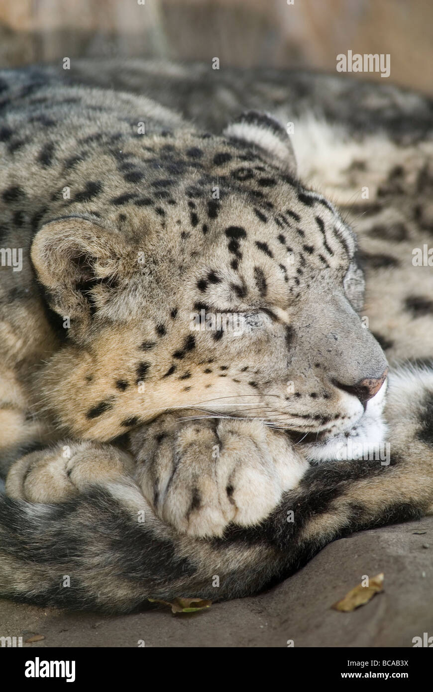Captive Snow Leopard (Panthera uncia) sleeping Stock Photo - Alamy
