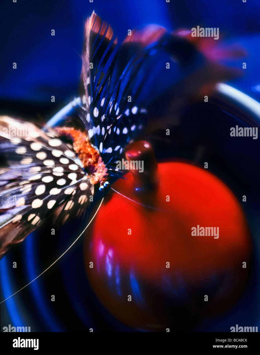 Night butterfly moth on hi-res stock photography and images - Alamy