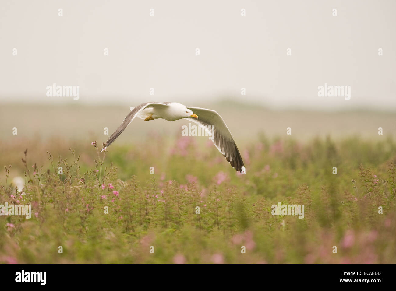 Black backed gull in flight hi-res stock photography and images - Alamy