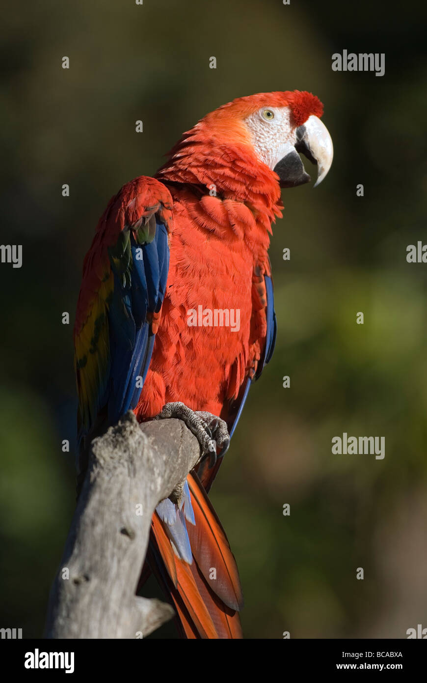 Captive Scarlet Macaw (Ara macao Stock Photo - Alamy
