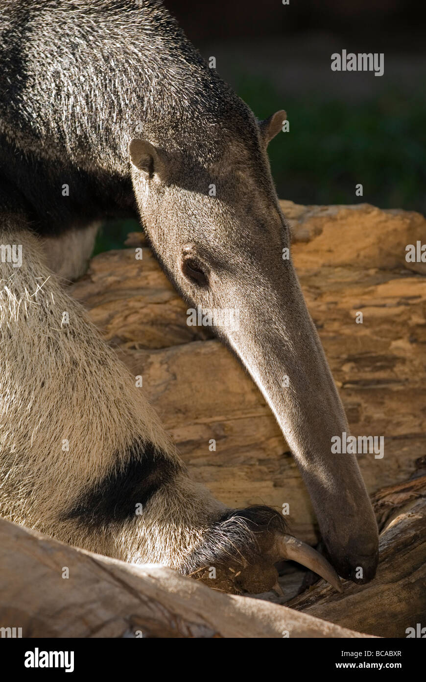 Anteater behavior hi-res stock photography and images - Alamy