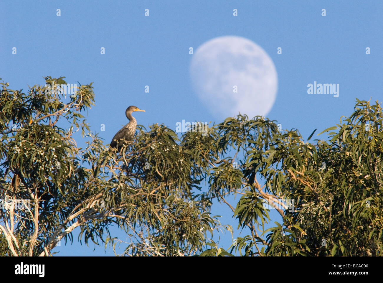 Cormorant (Phalacrocorax species) in a tree with a moon rising Stock ...