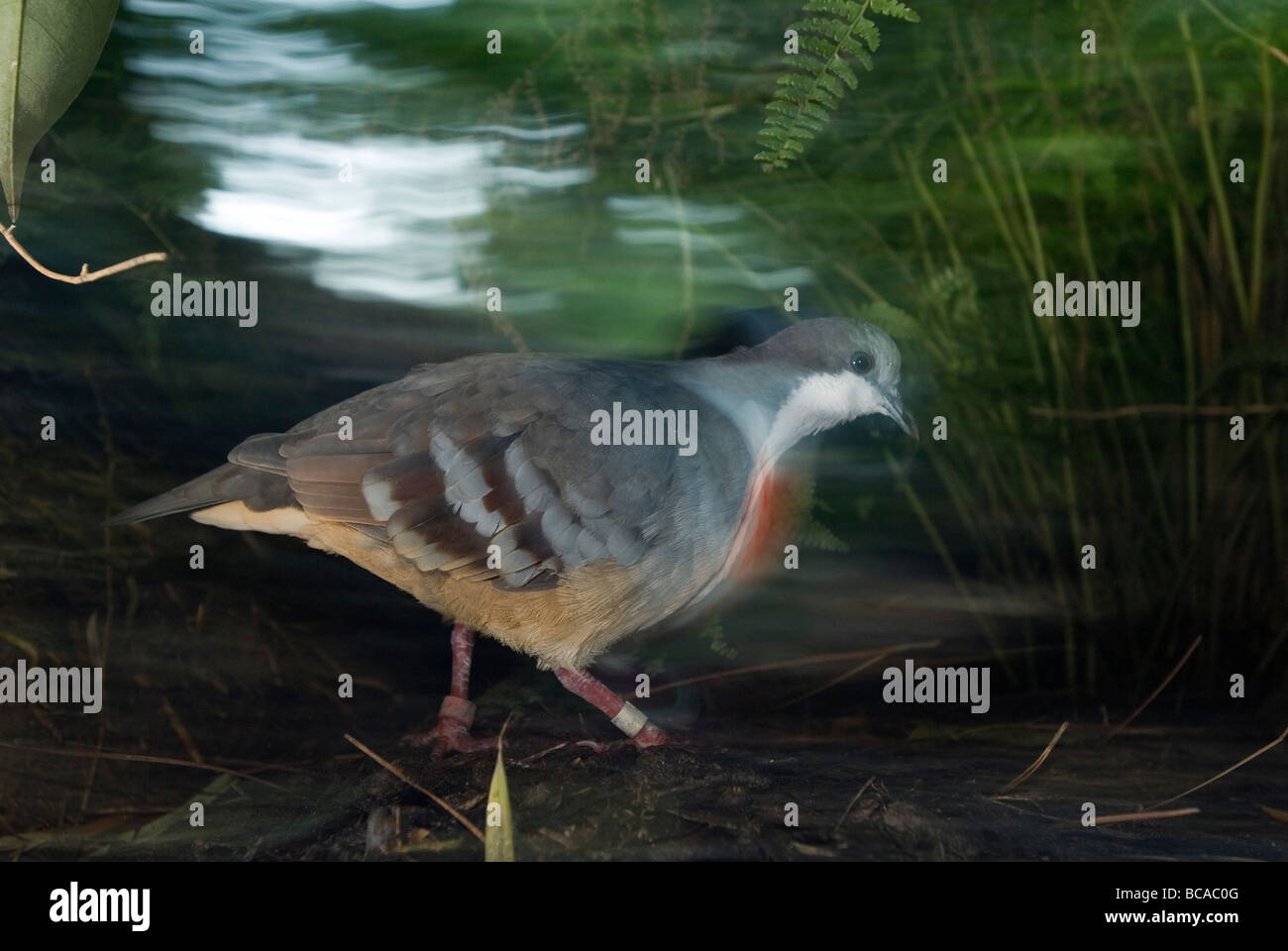 Bleeding Heart Pigeon