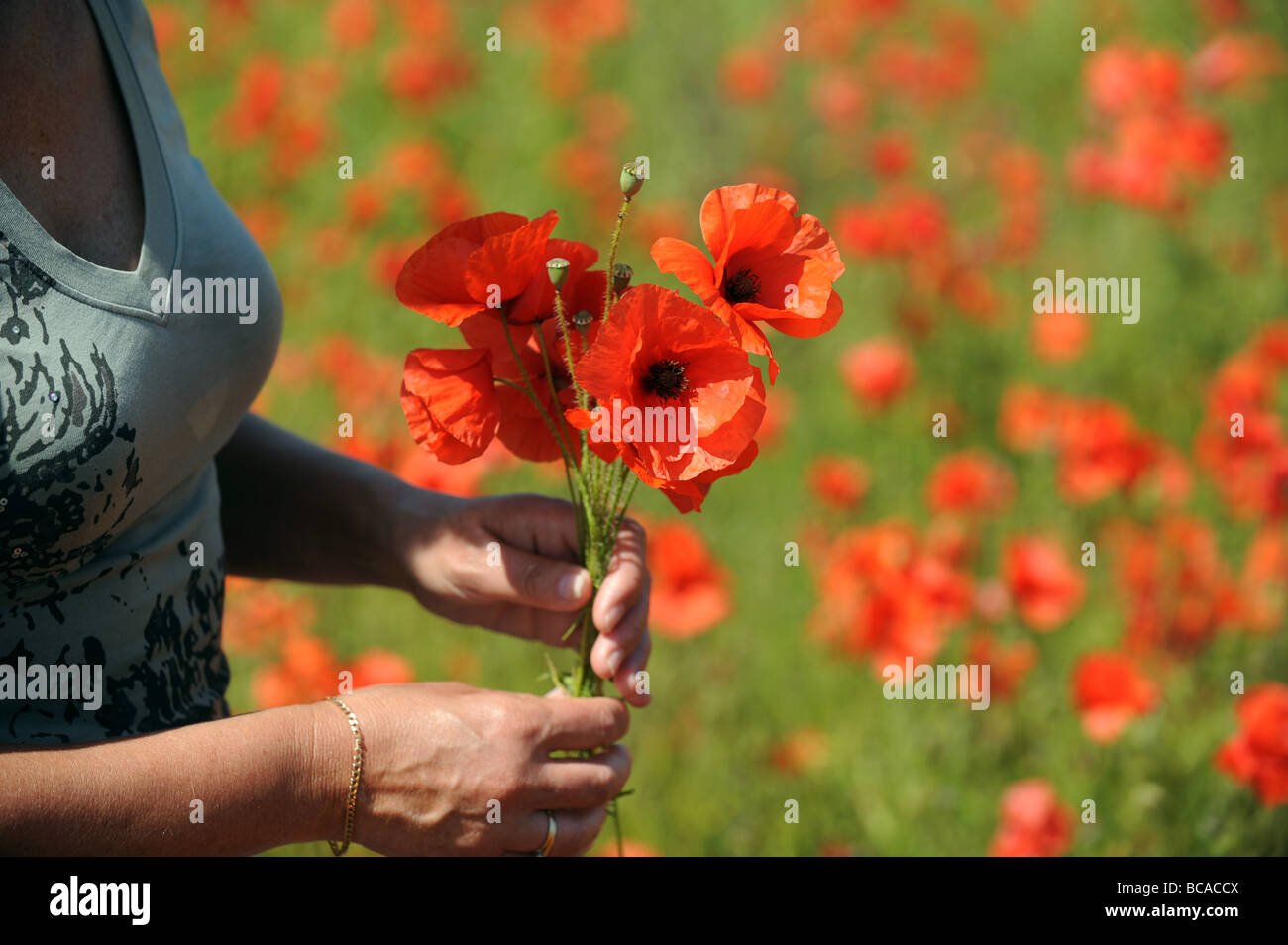 Woman hand poppies field hi-res stock photography and images - Alamy