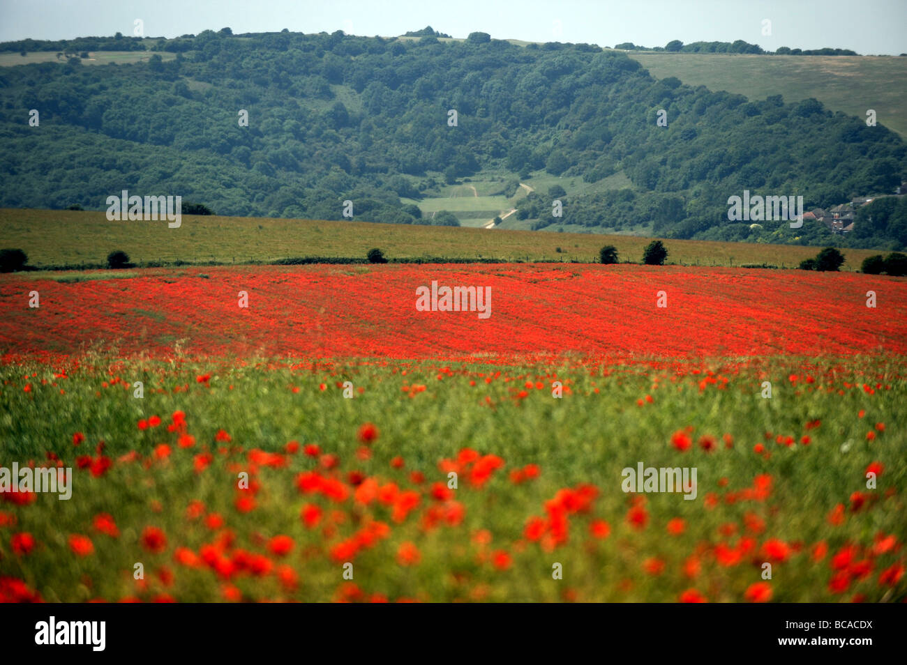 Poppy landscapes hi-res stock photography and images - Alamy
